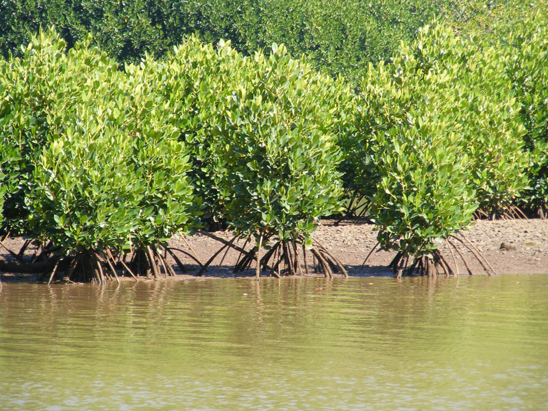 Do you want to know more about Mangroves? This post might be just for you!